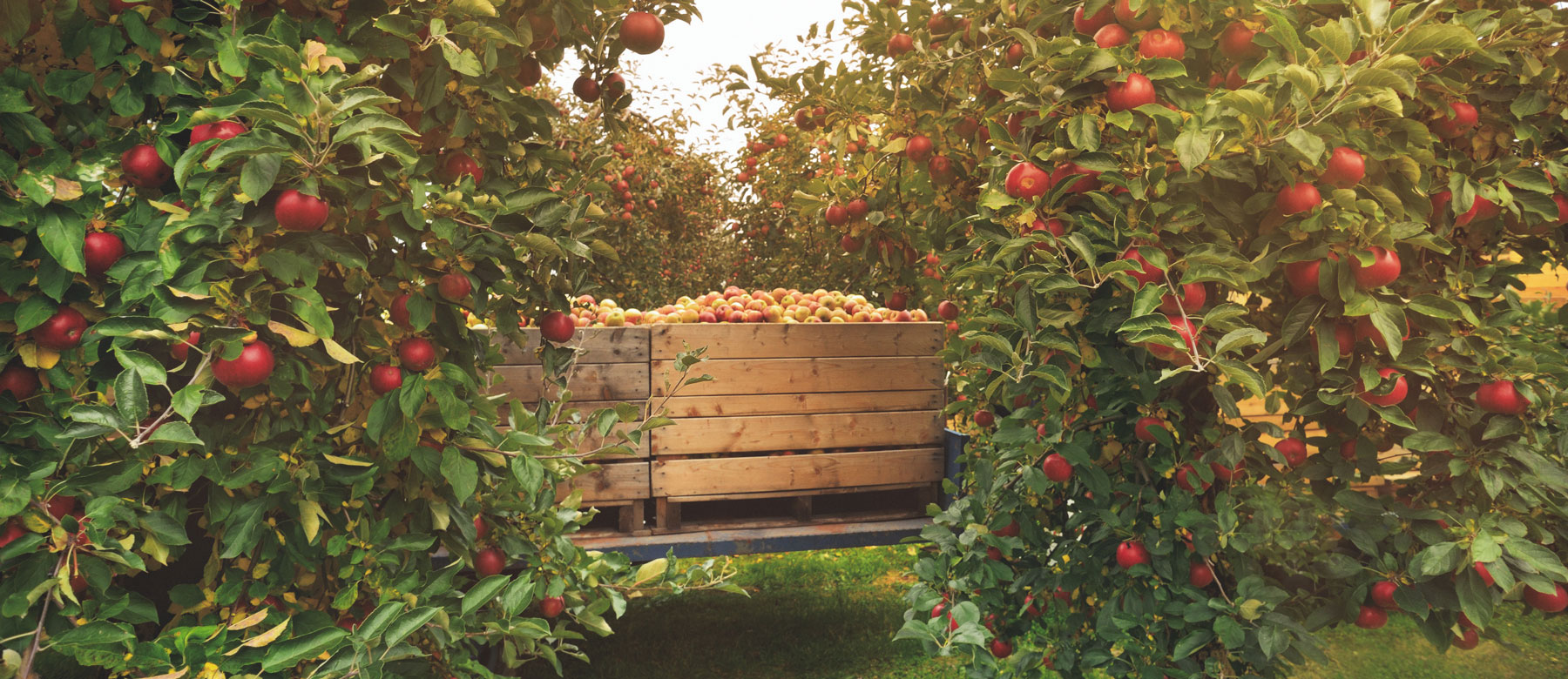 Chelan Fresh | Washington State Apples | Cascade Crest Organics